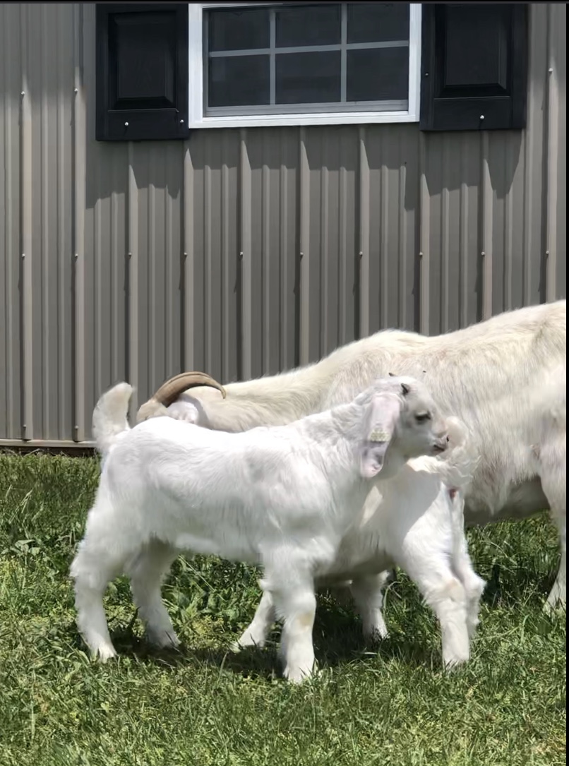 Elk Creek Savanna Goats