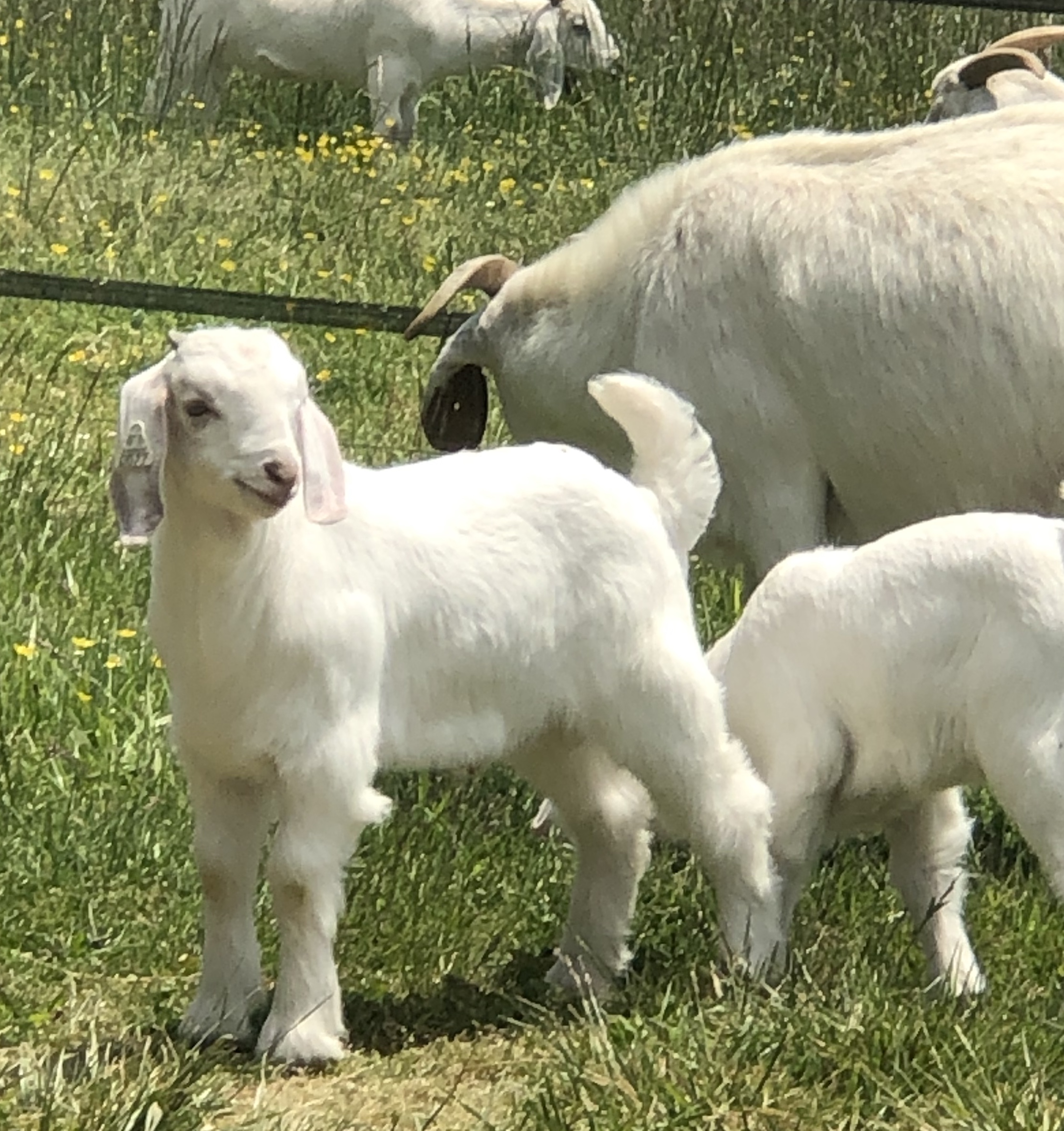 Elk Creek Savanna Goats
