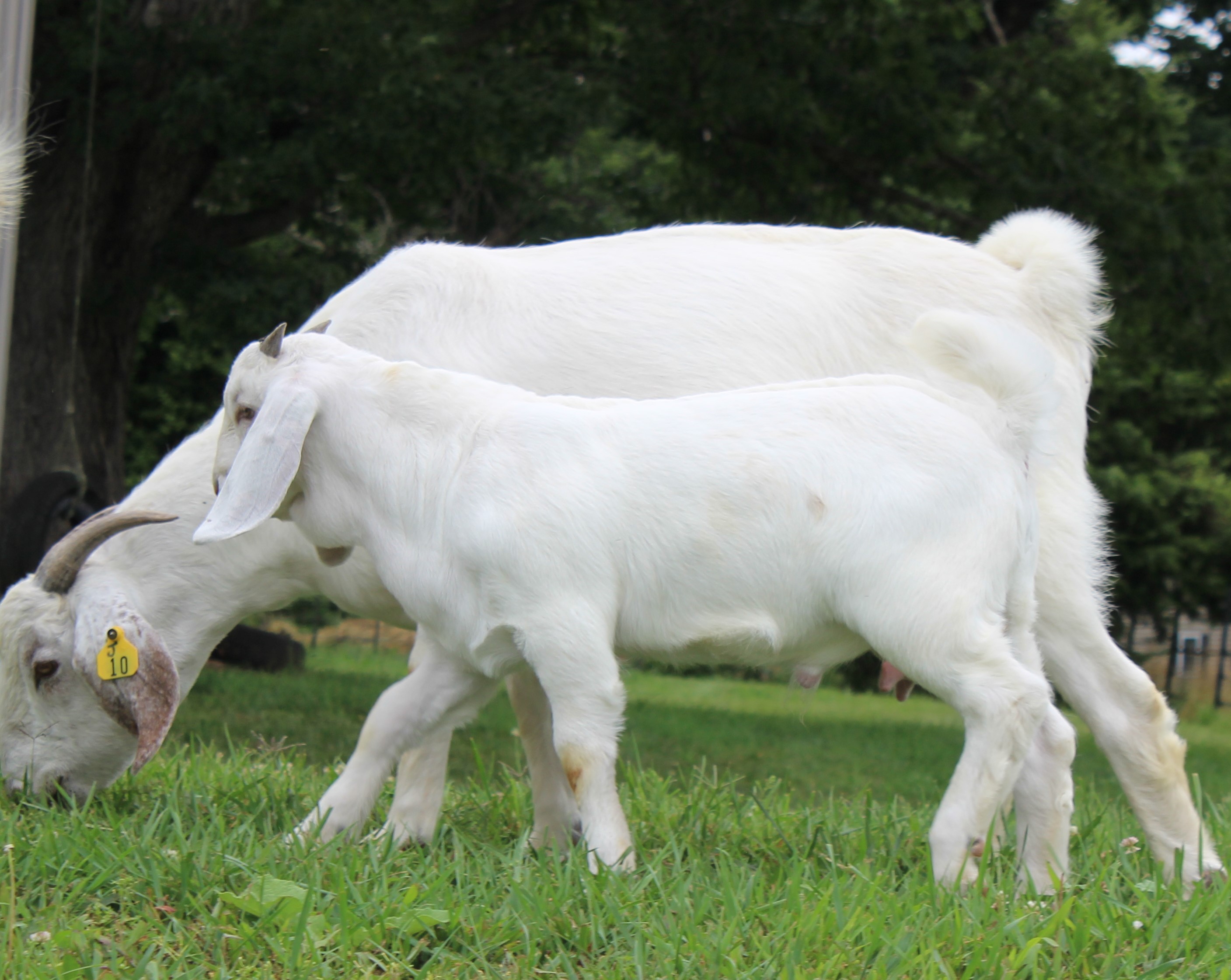 Elk Creek Savanna Goats
